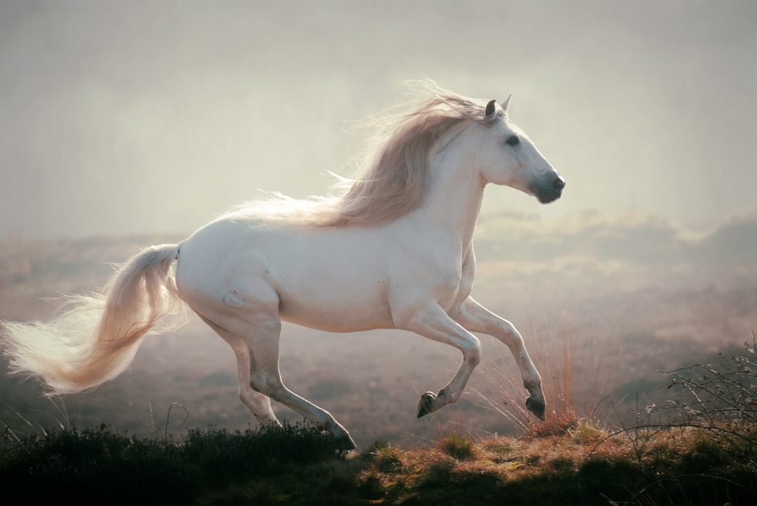 Ode Aan Het Witte Paard | Hypo Focus Paardenfotografie
